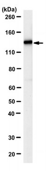 Anti-Exportin-5 Antibody, clone EX5 4E1 | MABE1922-100UL